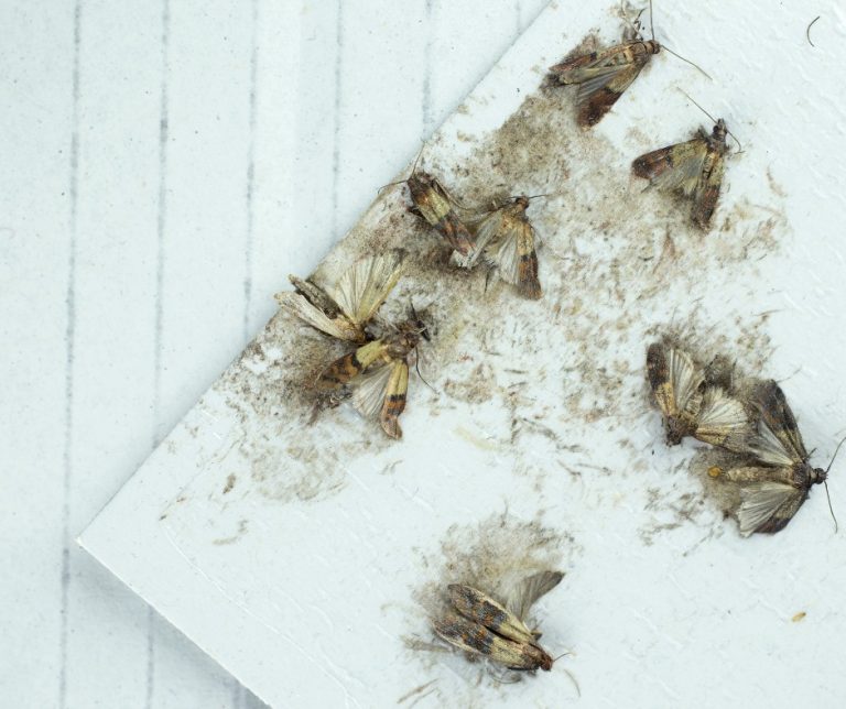 Cleaning Moth Stains